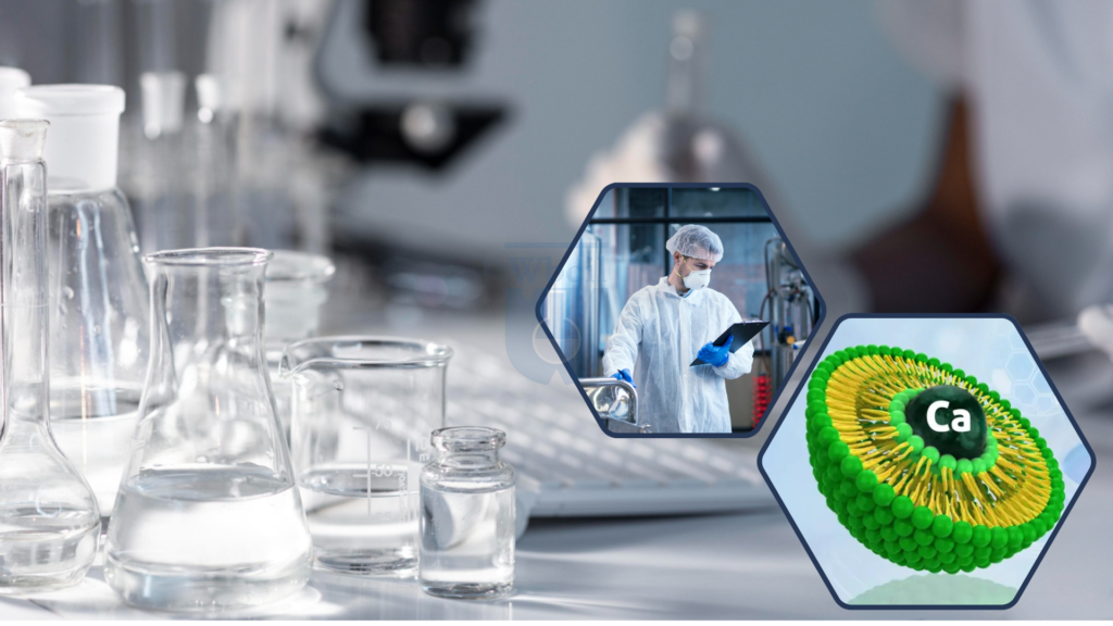 Liposomes: The Future of Calcium Absorption